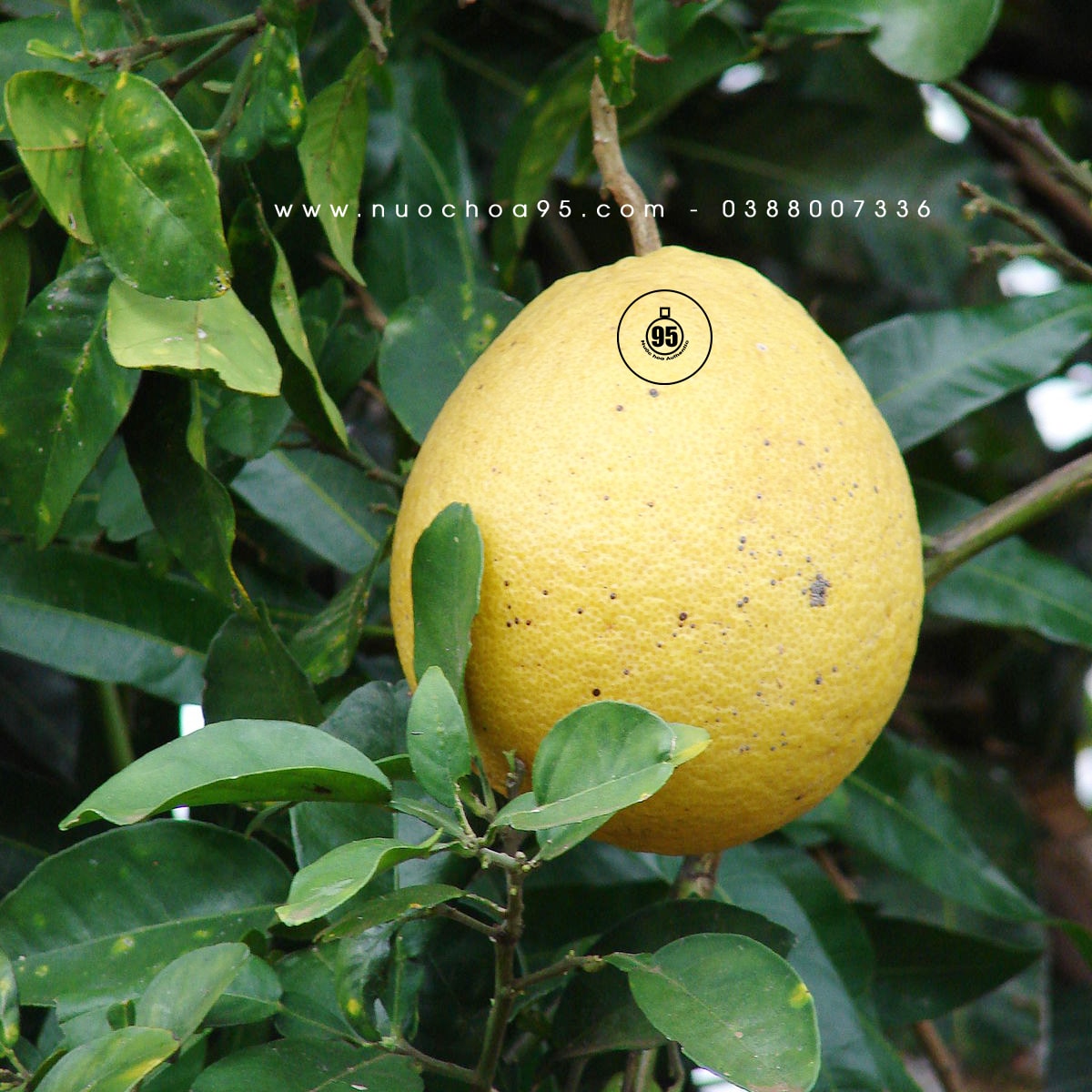 Quả bưởi ta (Pomelo)
